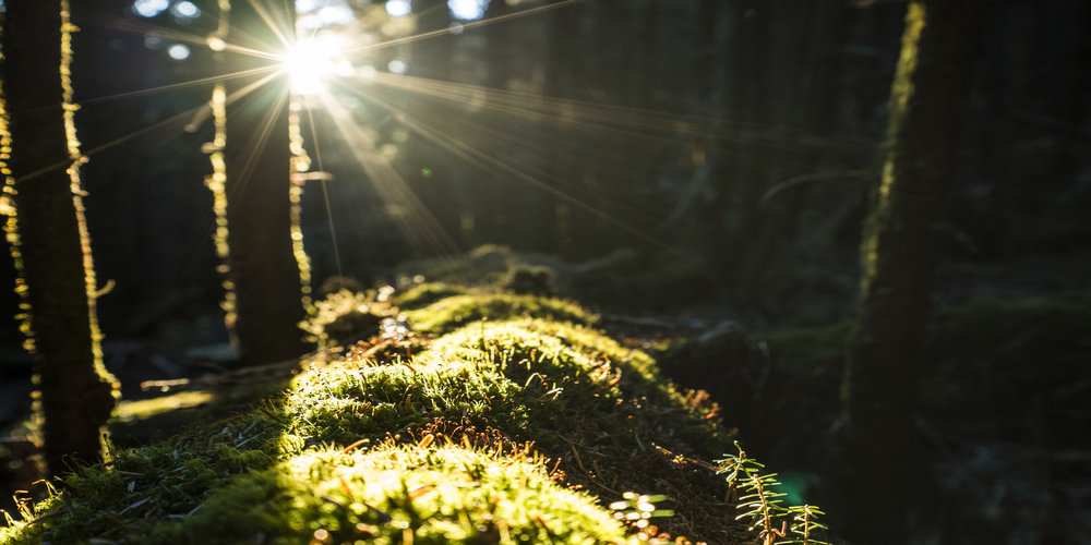 THE GREAT FOREST | International Documentary Association